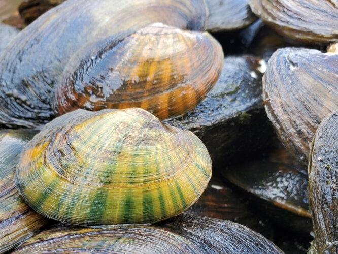 Collaborative grant award to restore freshwater mussels in West Branch ...